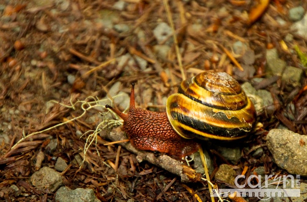 Countdown: Top 50 Summer Pics: #30 – Redwood Forest Snail | Caryn ...