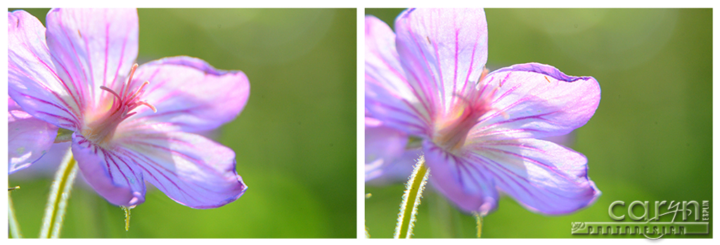 Tiny Sticky Geranium with 1. Macro Stacking – 2. Auto Align Layers – 3 ...