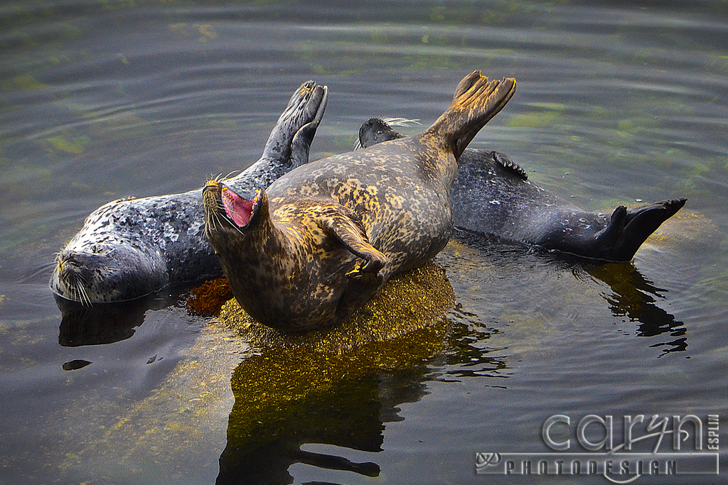 Monterey Bay Seals – Peace or Party? | Caryn Esplin | Fine Art Photography