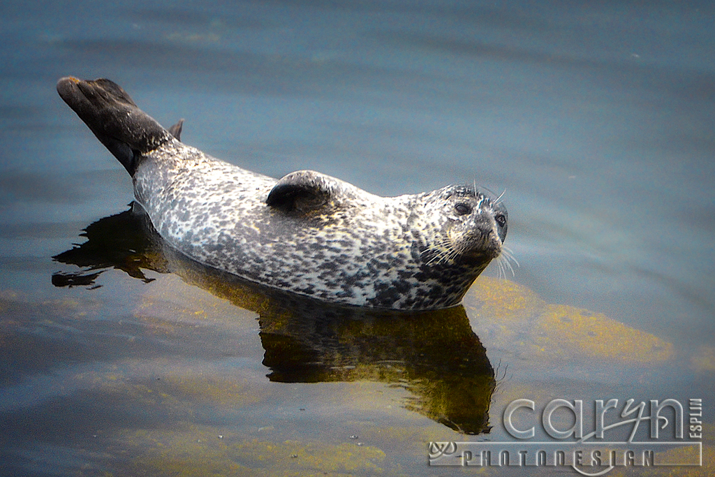 Monterey Bay Seals – Peace or Party? | Caryn Esplin | Fine Art Photography