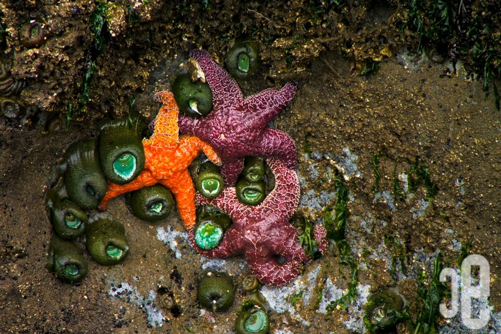 Countdown: Top 50 Summer Pics: #50 – Starfish of a Different Color ...